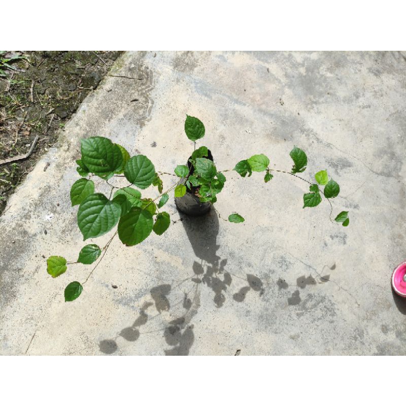 porana volubilis plant | Shopee Malaysia