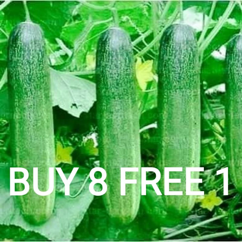 10pcs Biji Benih Timun Susu Batu Cucumber Seeds | Shopee Malaysia