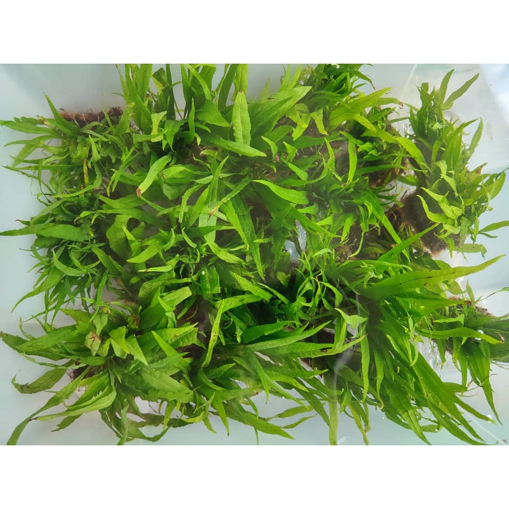 (LOW TECH PLANT) Java Fern narrow leaf mini (Microsorum Narrow Mini ...