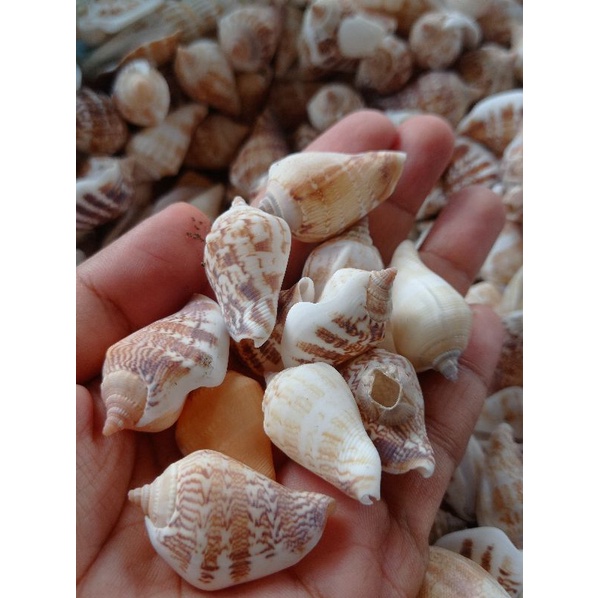 Cengkerang laut hiasan Kulit siput Seashell Natural Conch Sea Snail ...