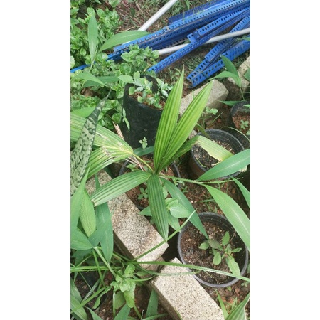 palm palm merah Dan palm kuning..pokok kecil// anak pokok | Shopee Malaysia