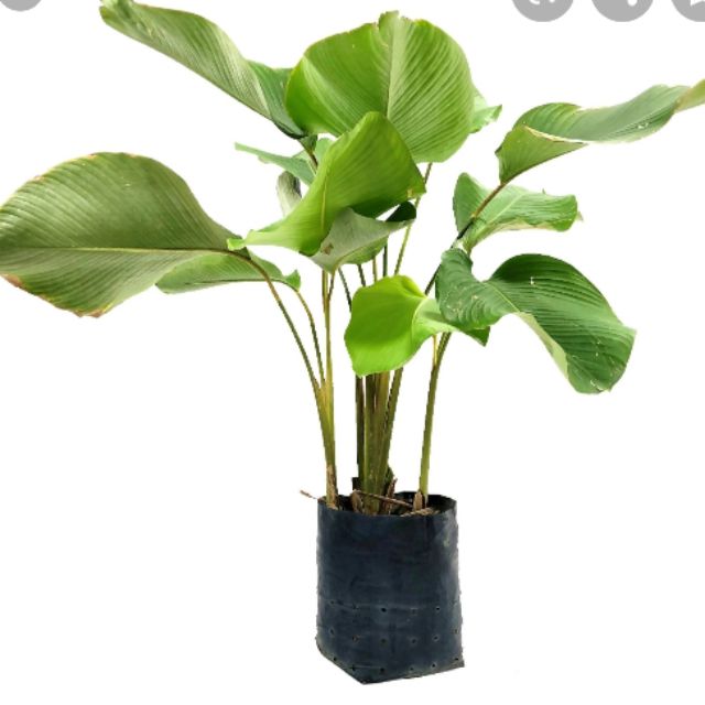 🌹 POKOK CALATHEA LUTEA CALATHEA BANANA DEWASA CEPAT BIAK POKOK PAGAR ...