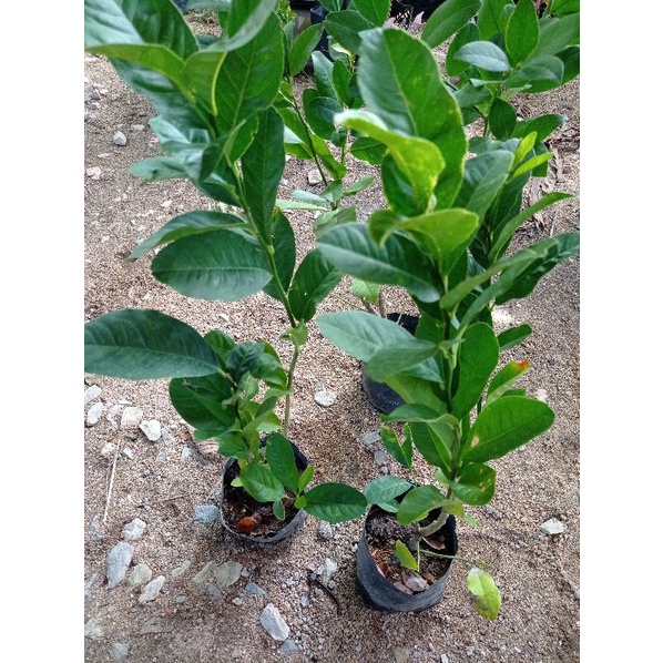 Pokok Lemon Tut I Lemon Kuning I Pokok Buah | Shopee Malaysia