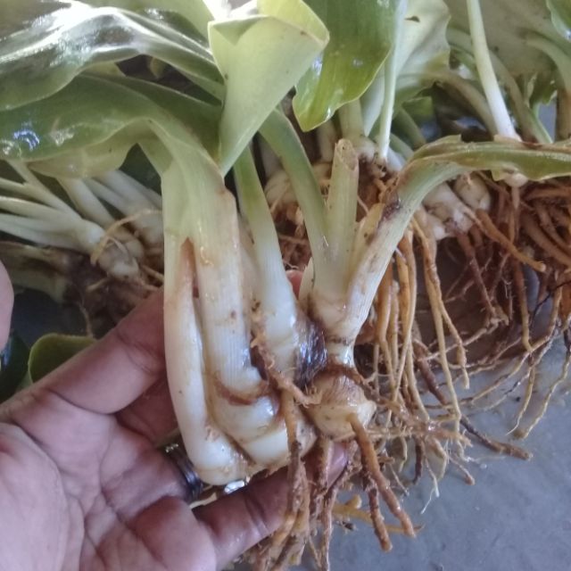 Cekur hijau (ready stock) | Shopee Malaysia