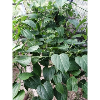 Daun Sacha Inchi Fresh dari pokok | Shopee Malaysia