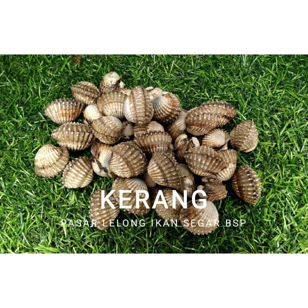 Kerang Segar / Ark Clamp | Shopee Malaysia