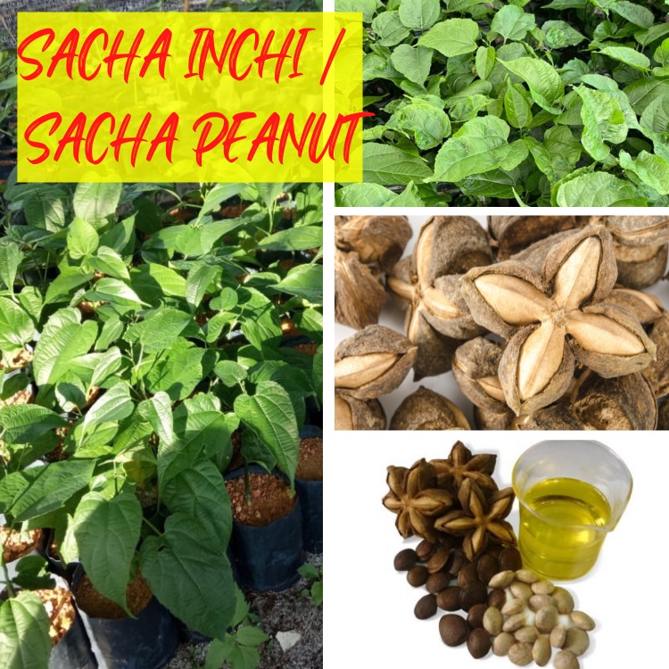 Sacha Peanut /Sacha Inchi / Pokok Omega ( Plukenetia Volubilis) - Pokok ...
