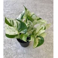 Live Indoor Money Plant/ Philodendron brasil/ Brasil pothos / 萬年青 ...
