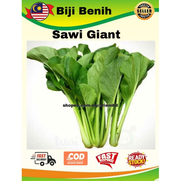 Sawi Giant /Sawi Hijau Besar**Biji Benih 100 ++pcs/seeds | Shopee Malaysia