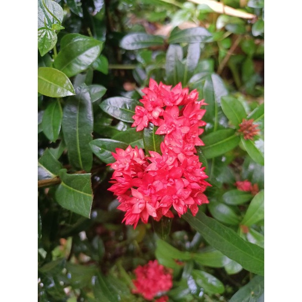 Ixora | Pokok Bunga Jarum | Jejarum Merah | Shopee Malaysia