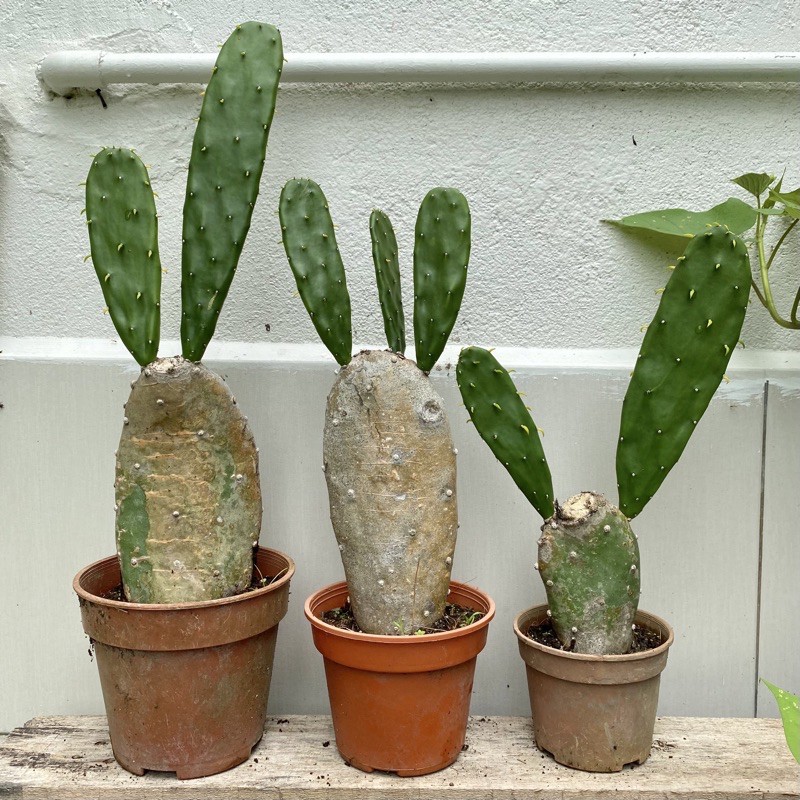 Kaktus nopal/opuntia (pasu) | Shopee Malaysia