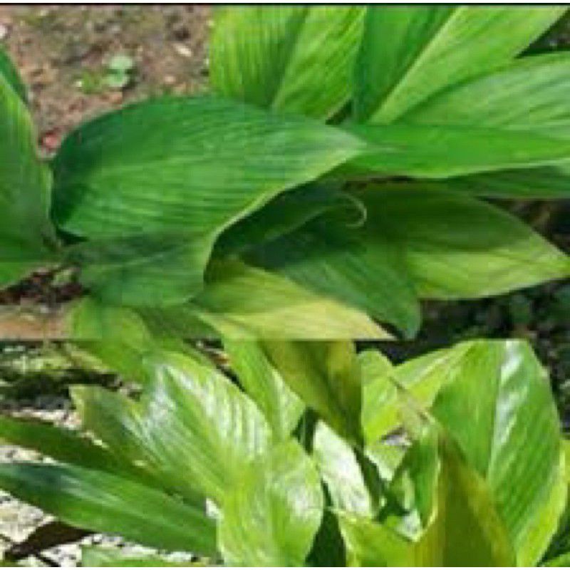 Daun cemomok/daun pijat/daun kesing ( 3Helai ) | Shopee Malaysia