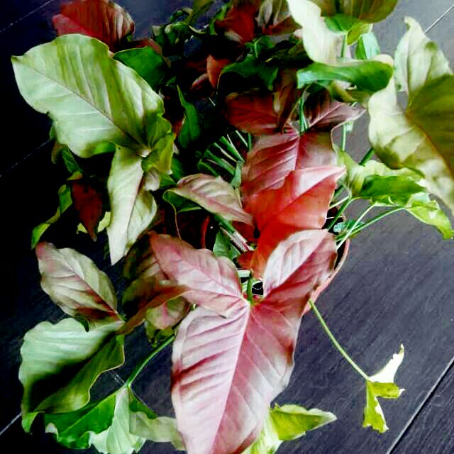 Pokok keladi hiasan(real plant) | Shopee Malaysia