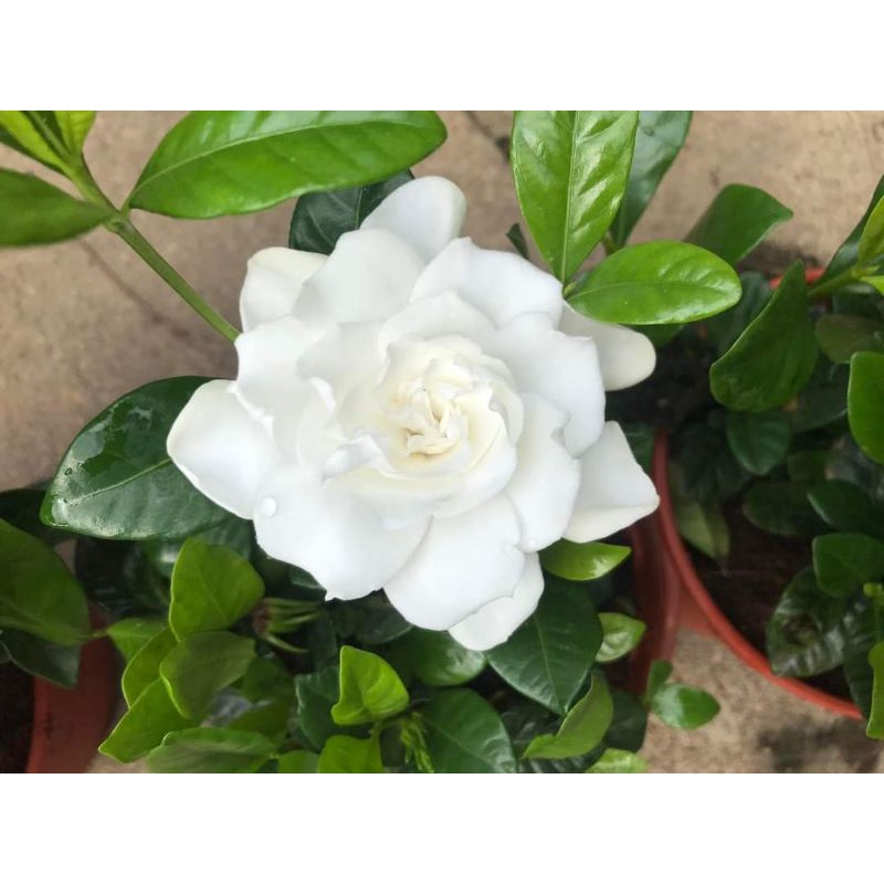 Dwarf gardenia pokok bunga wangi | Shopee Malaysia