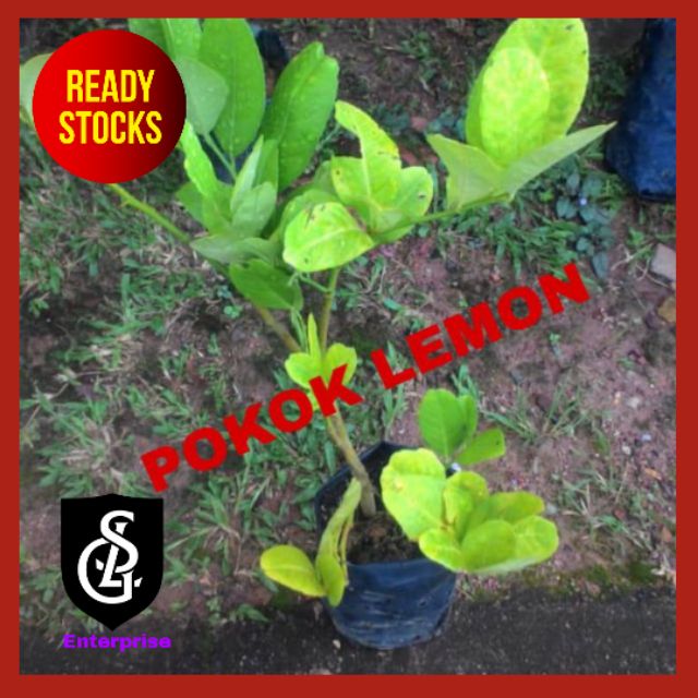 [ FREE GIFT ]Pokok Lemon (Tempatan) | Shopee Malaysia