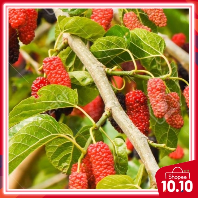 keratan MULBERI MULBERY MULBERRY senang cambah 2 minggu berakar dan ...