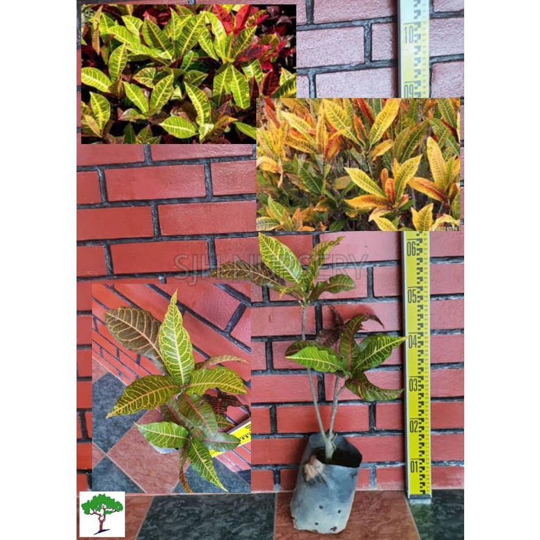 SJH - Codiaeum var. yellow / Puding kuning [Real Plant/Live Plant/Bunga ...