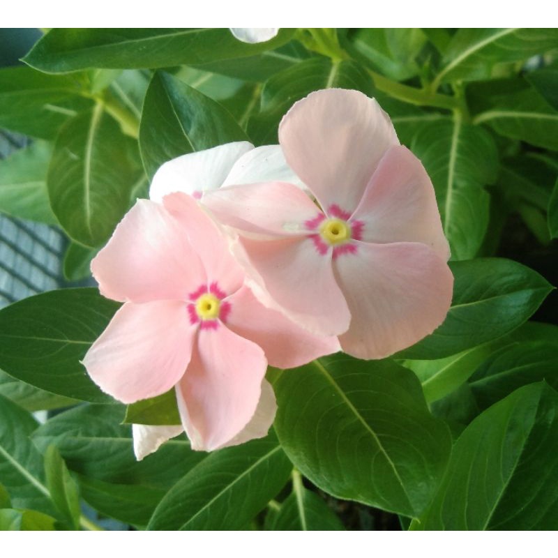 Anak Pokok Vinca Tegak (soft peach) | Shopee Malaysia