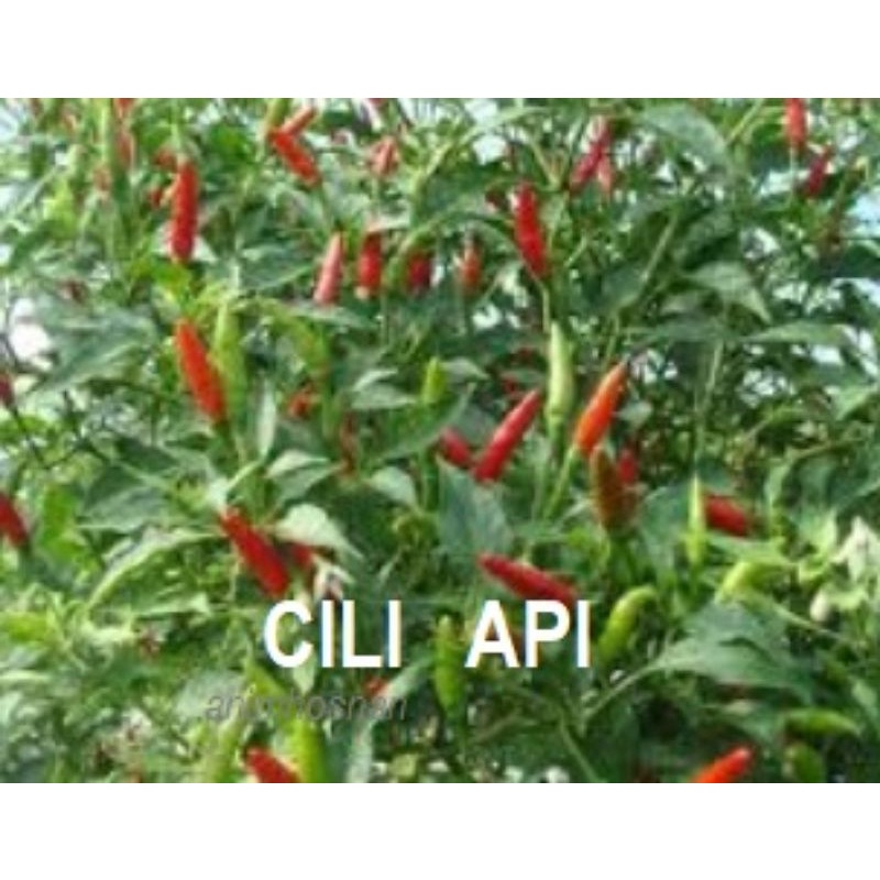 Pokok Cili Padi..... | Shopee Malaysia