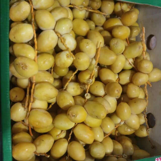 Kurma muda fresh ruthob / ruthab 1kilogram | Shopee Malaysia