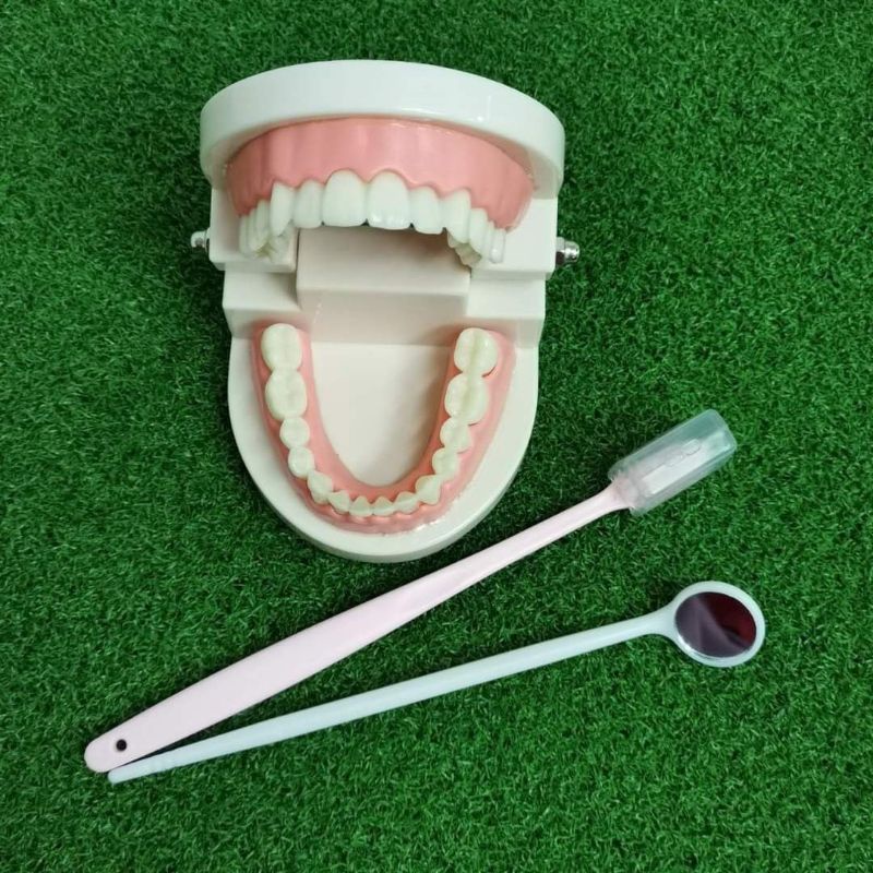 MODEL GIGI UNTUK KANAK-KANAK (FREE BERUS GIGI DAN CERMIN) | Shopee Malaysia