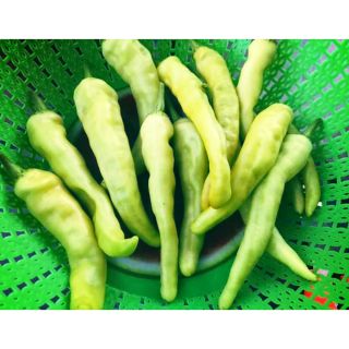 (500g) Cili Hijau Untuk Buat Solok | Lada Solok | Solok Lada Hijau ...