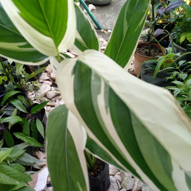 POKOK UBI LARUT / Ubi Garut / Bemban Batik / Sagu Bemban ( anak pokok ...