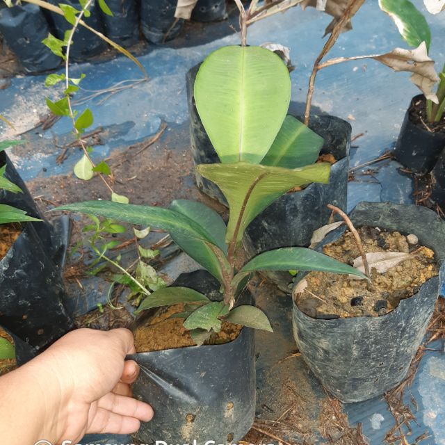 Pokok kacip fatimah herba | Shopee Malaysia