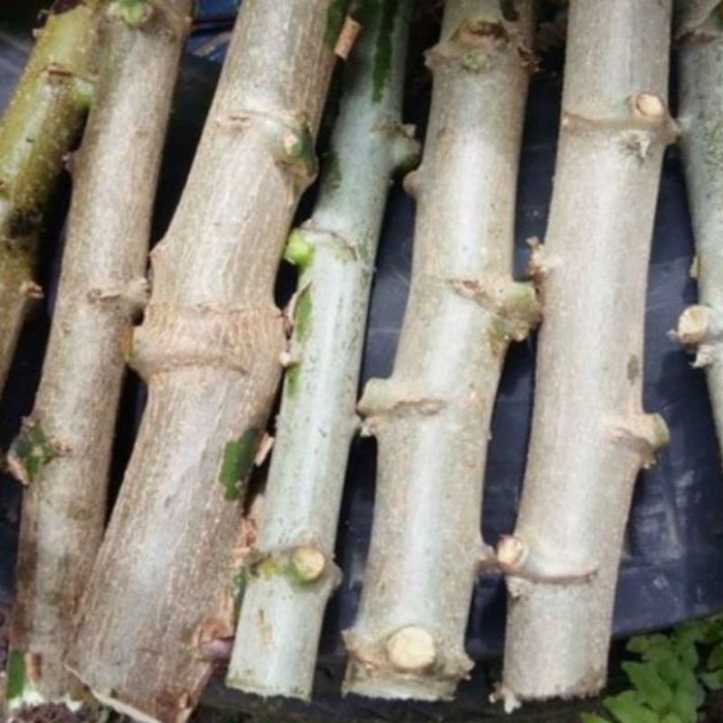 10 keratan batang ubi kayu | Shopee Malaysia