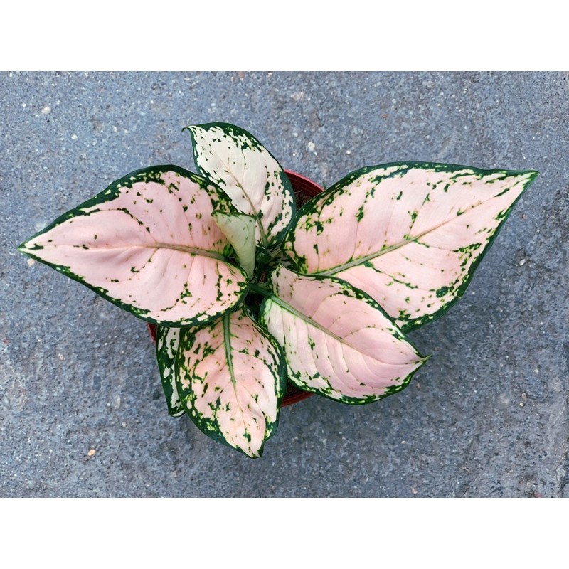 MC - Aglaonema Etta Rose | Live Plant | Shopee Malaysia