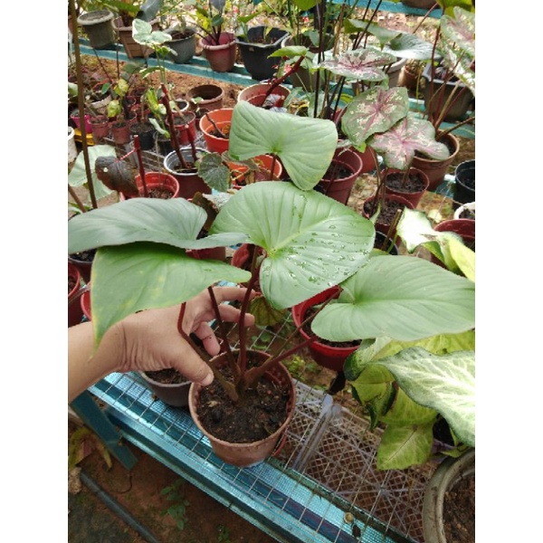 kemoyang batang merah | Shopee Malaysia