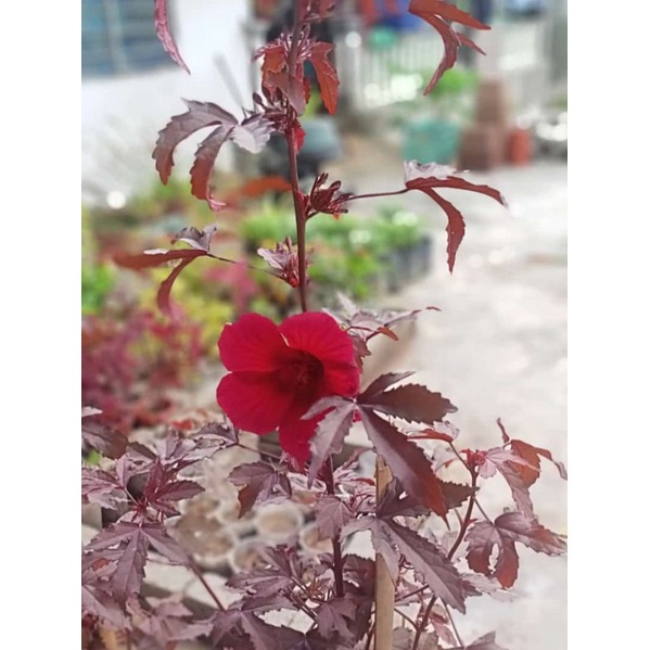Anak Pokok Bunga Raya Merah / Cranberry Hibiscus | Shopee Malaysia
