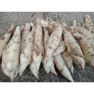 Pokok Sagu Bemban Ready Stock | Shopee Malaysia