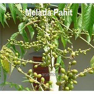 ANAK POKOK MELADA PAHIT (Tinggi