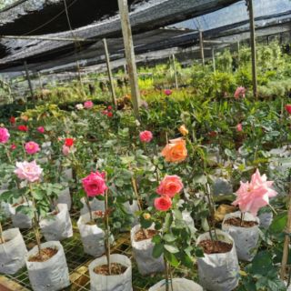 Jualan ros keratan batang | bunga rose | flower | pokok bunga ros duri | Shopee Malaysia
