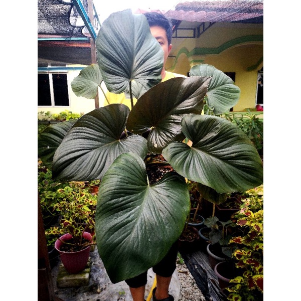 POKOK INDUK MOTHER PLANT KEMOYANG HIJAU RED STEM HITAM EMERALD GREEN ...