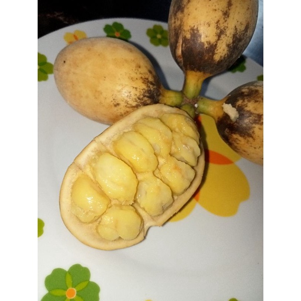 Pokok Mempisang / Pisang Kayu | Shopee Malaysia