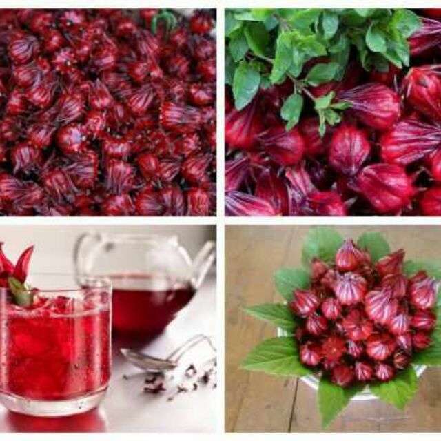 Red Atiso Flower | Best Flower Site