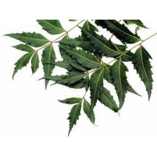 Anak pokok mambu / semambu / neem | Shopee Malaysia