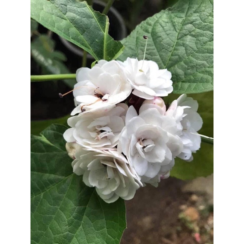 POKOK ROMPUN MELUR JAWA MELUR KAMPUNG KG BUNGA WANGI HOTSELLING INDOOR ...