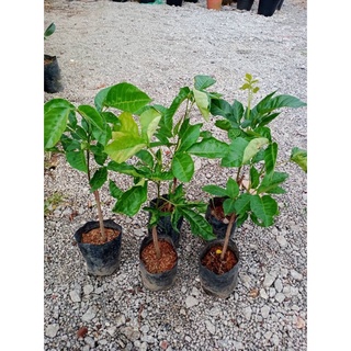 Anak Pokok Sentul/Setui Bangkok/Siam | Shopee Malaysia