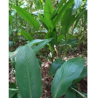 Daun lerek/lirik segar untuk balut lemang 10 helai | Shopee Malaysia