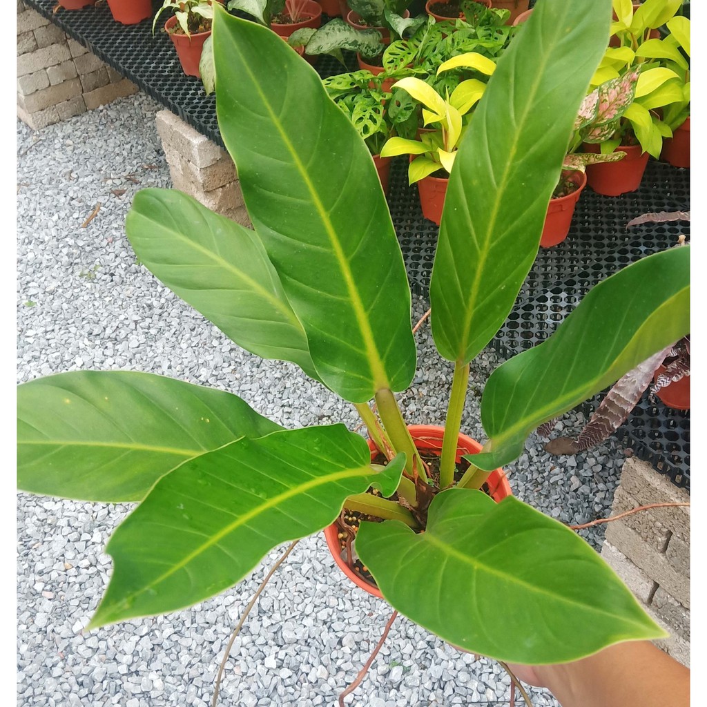 Exotic Plant - Philodendron with long leaf ( No ID) | Shopee Malaysia