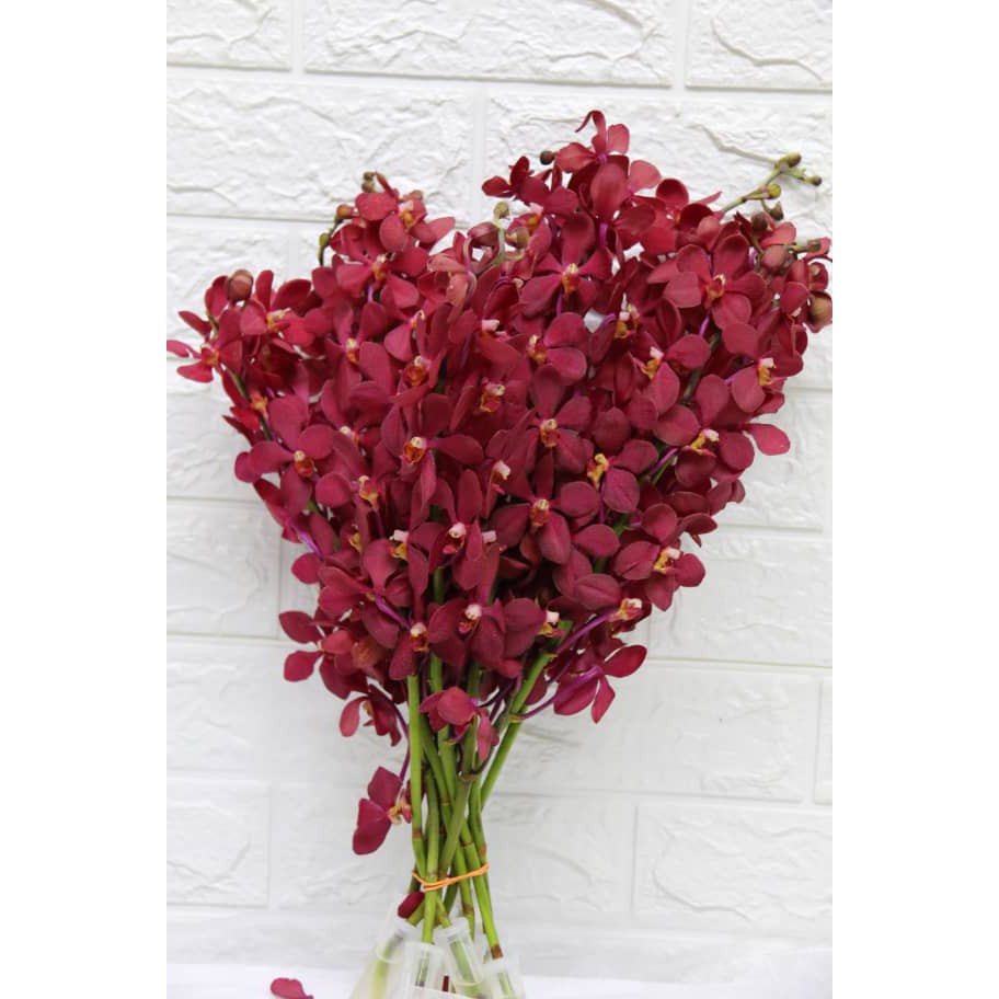 Orchid - Maroon - Premier Quality - Farm to Home - Fresh Flowers - (5 ...