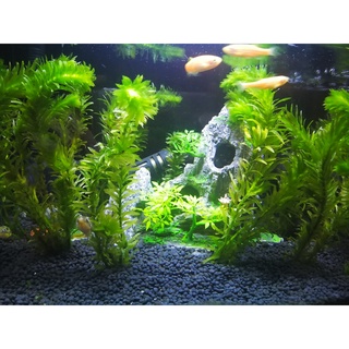 FRESH Hydrilla RUMPAI AIR SEGAR | Makanan Lobster LAT / Guppy ...