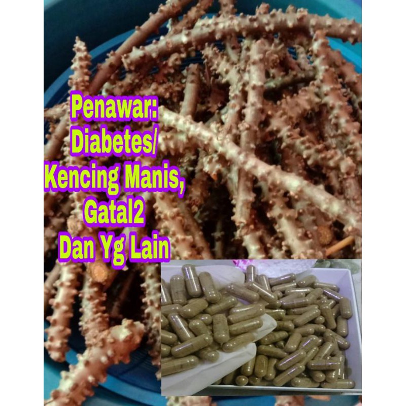 Kapsul Akar seruntun/Patawali/Brotowali Penawar Diabetes,Gatal2 ...