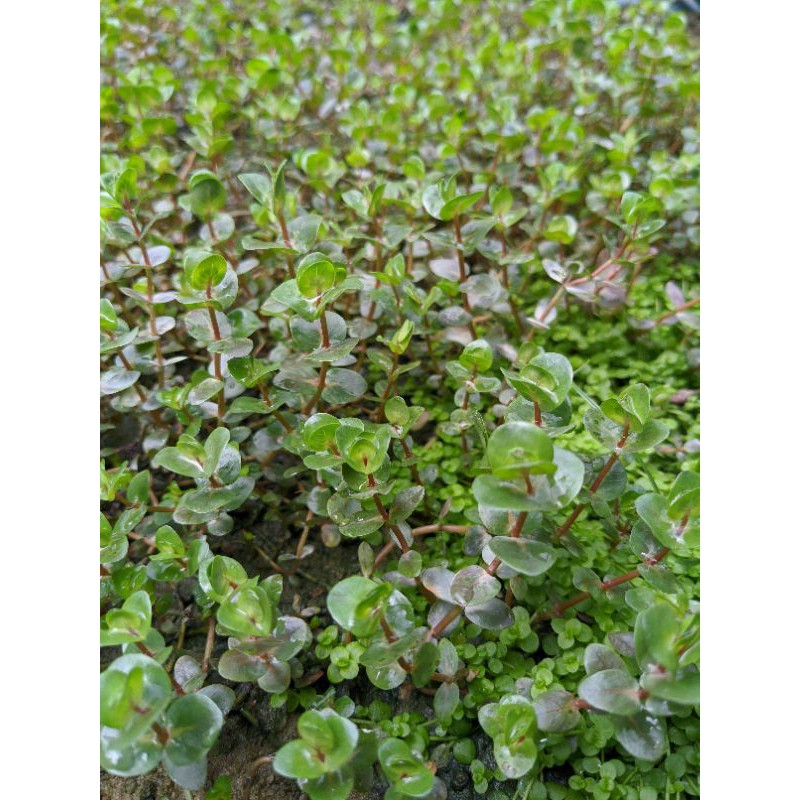 Rotala Macandra Mini Butterfly (🔥best seller🔥) 12 stems | Shopee Malaysia