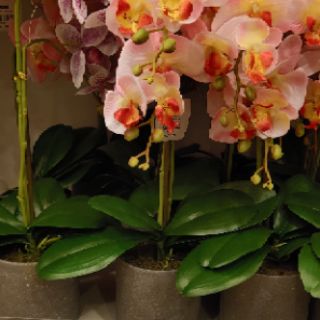 Kaison Artificial Potted Plant Purple & White Orchid Pokok Bunga Hiasan ...