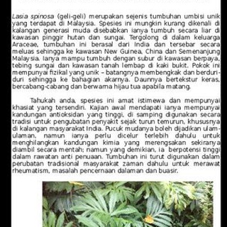 Ubat buah pingang Lasia spinosa pokok geli. sesuai jugak untuk yg suka ...