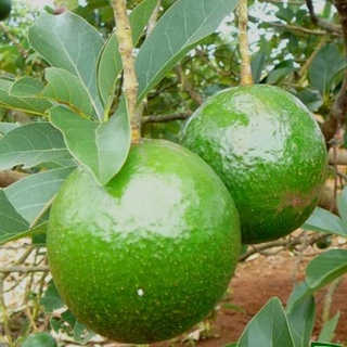 Anak Pokok Avocado Booth 7 Pokok Kahwin | Shopee Malaysia